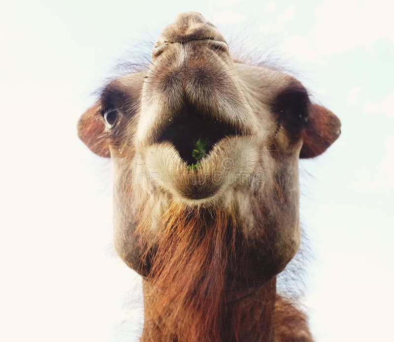 5,358 Funny Camel Stock Photos - Free & Royalty-Free Stock Photos from ...