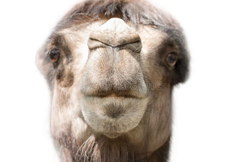 Arabian Camel Head Close-Up Stock Image - Image of front, arabian: 17687303