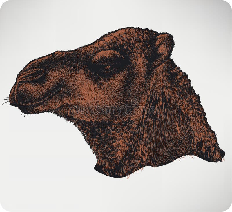 Head of a Camel, Hand-drawing. Vector Illustration. Stock Vector ...