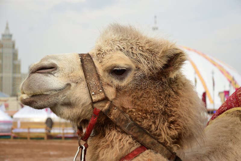 Head of a camel stock image. Image of beautiful, animal - 75698715