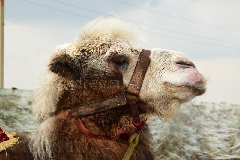Head of a camel stock image. Image of travel, asian, asia - 75698703