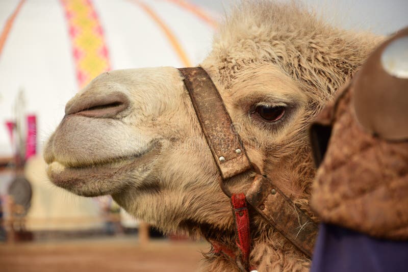 652 Camel Harness Photos - Free & Royalty-Free Stock Photos from Dreamstime