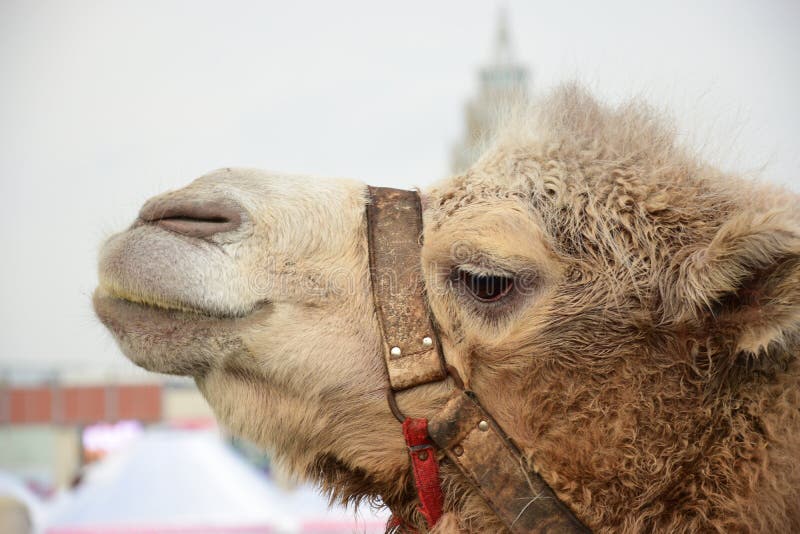 Head of a camel stock image. Image of animal, outdoor - 75698887