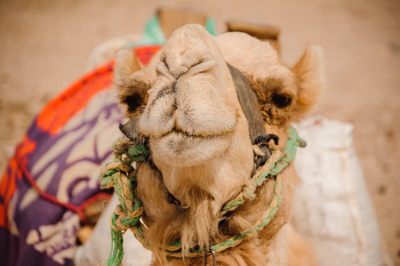 Head of the Camel with Open Mouse and Eyes Stock Photo - Image of east ...