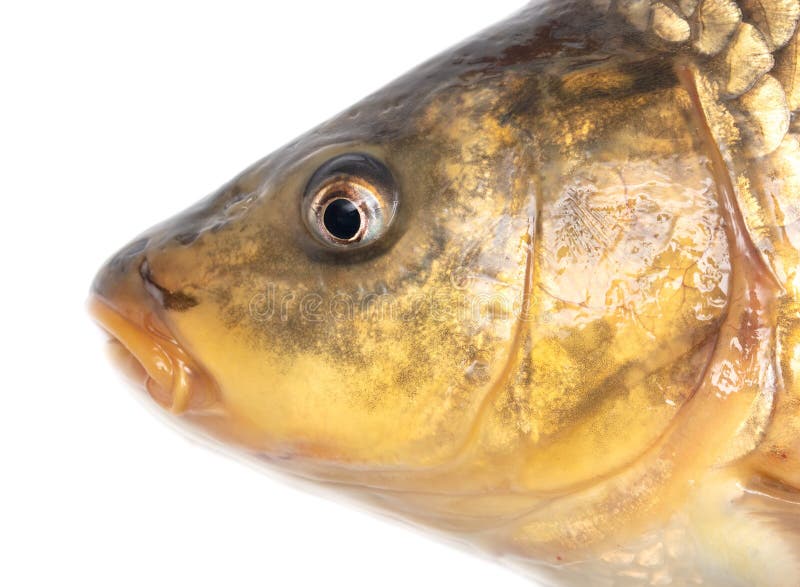 Head of Carp Fish Isolated on White Background Stock Image - Image of ...
