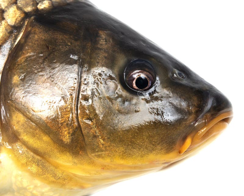 Head of big carp stock photo. Image of european, nature - 26635366