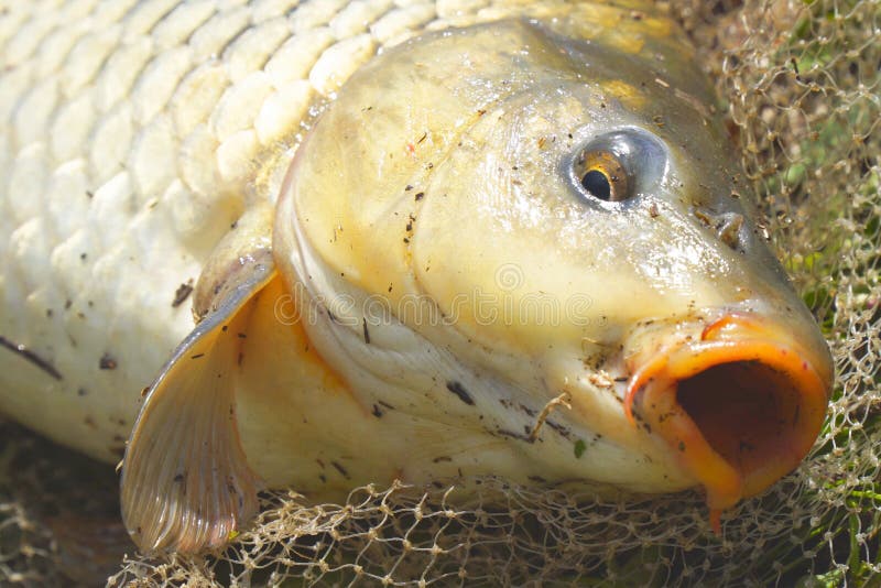 Open Mouth Nylon Stock Photos - Free & Royalty-Free Stock Photos from ...