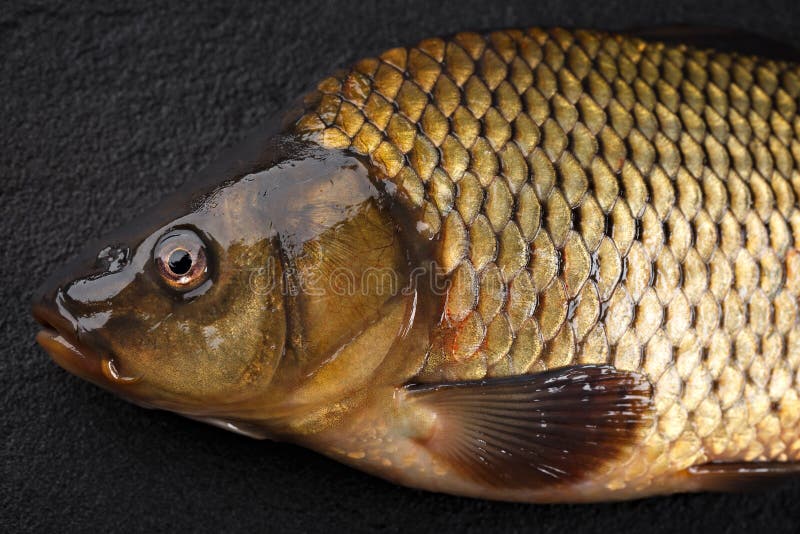 Head Carp Fish Surface Dark Stone Stock Photos - Free & Royalty-Free ...
