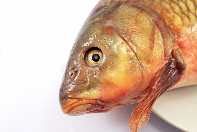 Head of a carp. stock photo. Image of meat, uncooked - 24368148