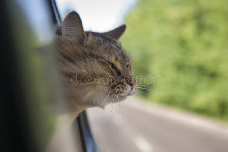 Head Cat Out of a Car Window in Motion Stock Photo - Image of trip ...