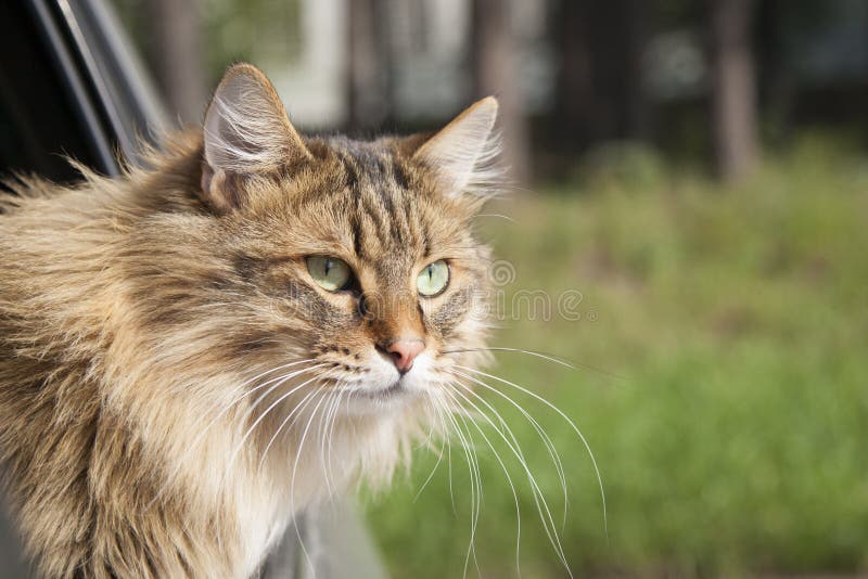 Head Cat Out of a Car Window in Motion Stock Photo - Image of head ...