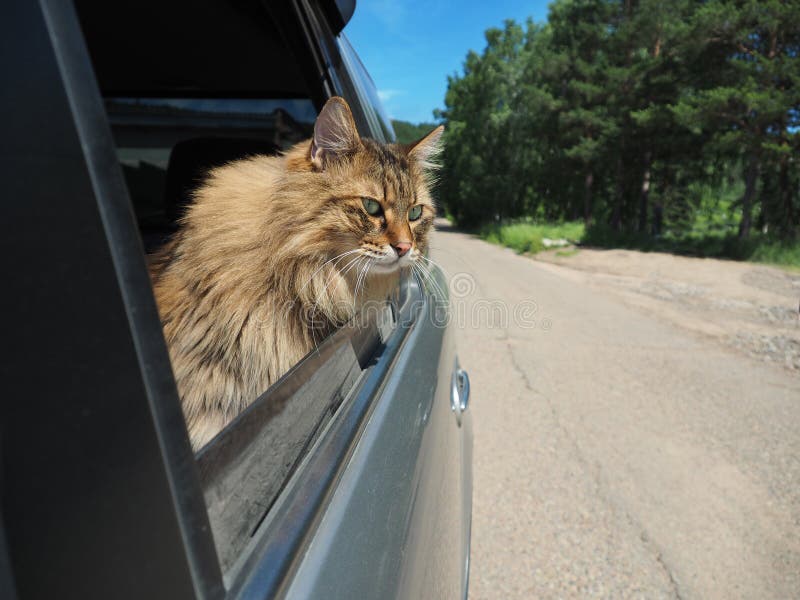 Head Cat Out Of A Car Window In Motion Stock Photo - Image of holiday ...