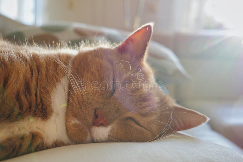 Head of Cat Sleeping and Lens Flare Stock Image - Image of life, sleep ...