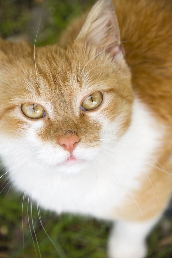 Head cats stock photo. Image of animal, cute, nobody - 30803936