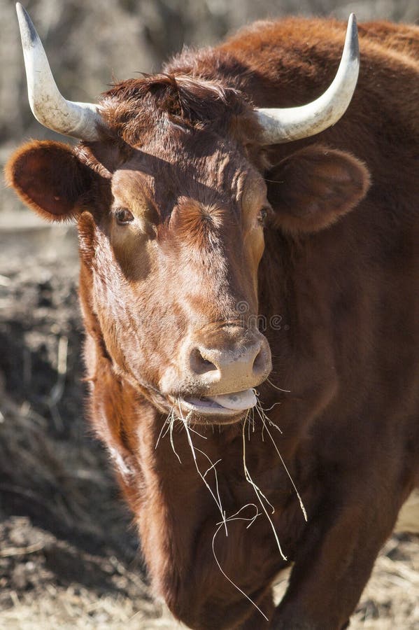 Head of Cattle with Burrs on Its Face Stock Image - Image of neck ...