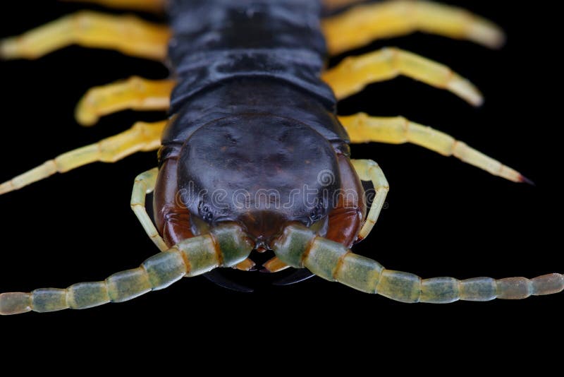 Head of Centipedes Scolopendra. Macro Stock Photo - Image of dangerous ...