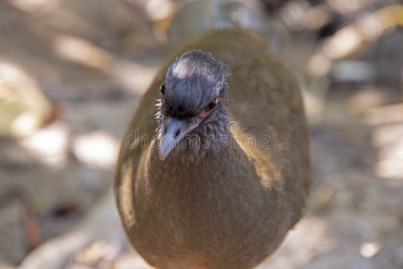 Head of a Chachalaca bird stock photo. Image of feathered - 126828254