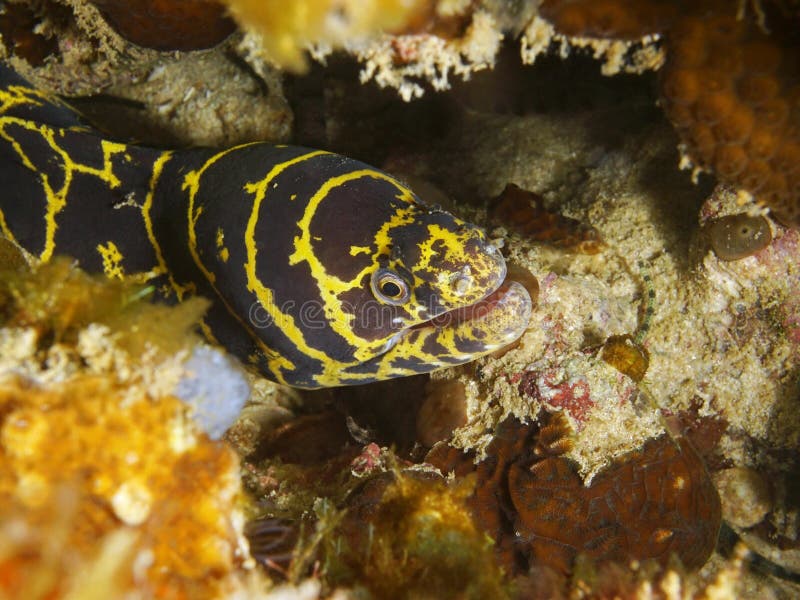 Head of Chain Moray Eel Echidna Catenata Stock Photo - Image of ...
