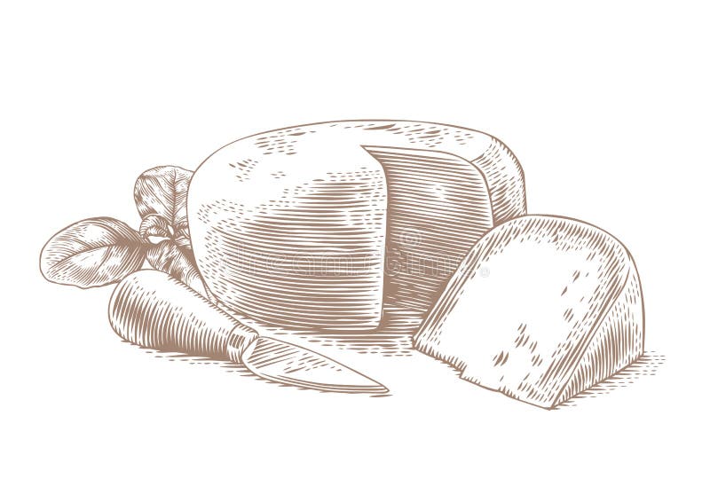 Head of Cheese with Knife and Fresh Basil Stock Vector - Illustration ...