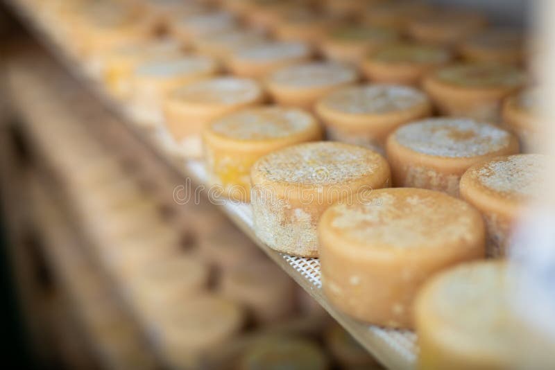 Head Cheese on Shelf in Cheese Dairy Stock Image - Image of interior ...