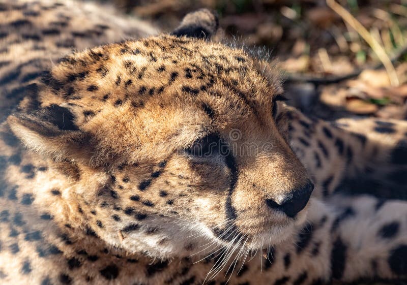 The head of a Cheetah stock photo. Image of beautiful - 164572224