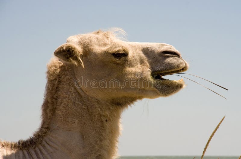 Camel Chewing With His Mouth Open Stock Photo - Image of funny, animal ...
