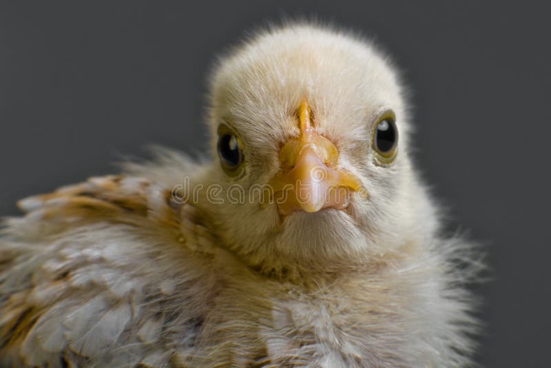 Head chick stock image. Image of baby, look, close, nestling - 38437577