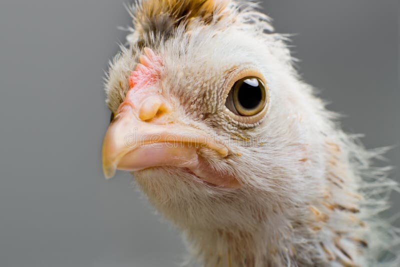 Head chick stock image. Image of adolescent, portrait - 35204509