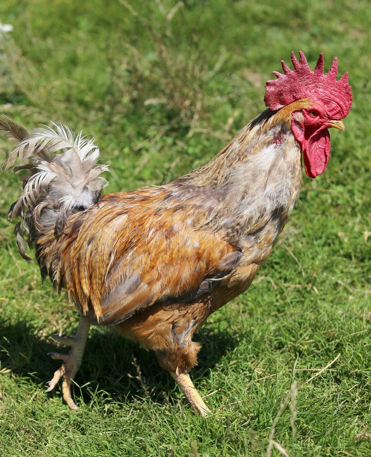 Head of the Chicken Coop is a Proud and Big Rooster with the Red Stock ...