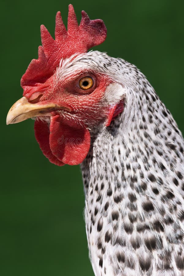 Head of Chicken Hen Shock and Funny Surprising Isolated White Ba Stock ...