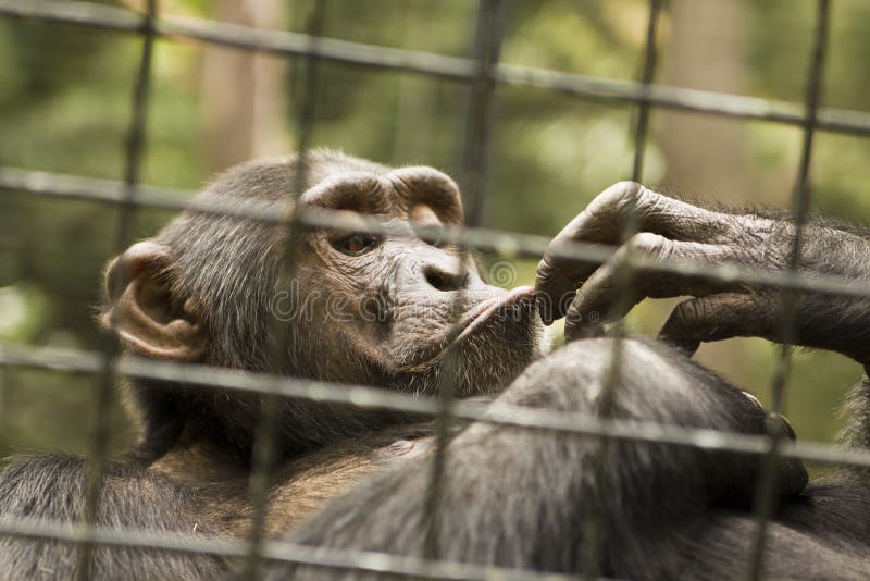 Head of chimpanzee stock image. Image of head, nature - 28103097