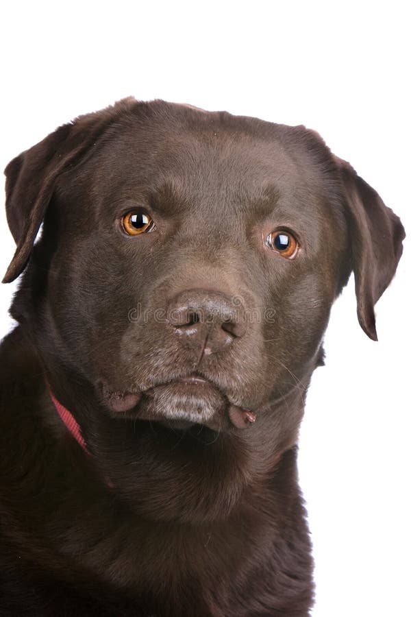 Head of Chocolate Labrador Retriever Puppy Stock Image - Image of ...