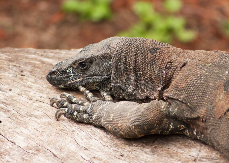 Head and Claws of an Goanna Stock Image - Image of claws, animal: 23967307