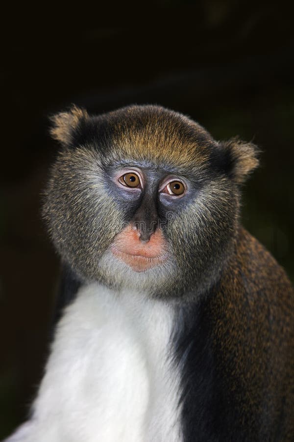 CERCOPITHEQUE DE CAMPBELL Cercopithecus Campbelli Stock Image - Image ...