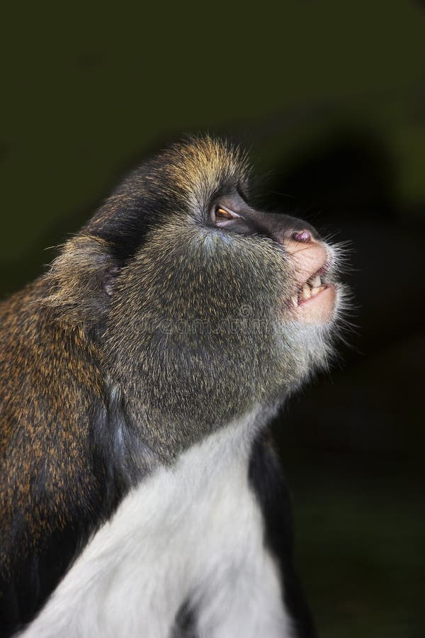 CERCOPITHEQUE DE CAMPBELL Cercopithecus Campbelli Stock Photo - Image ...