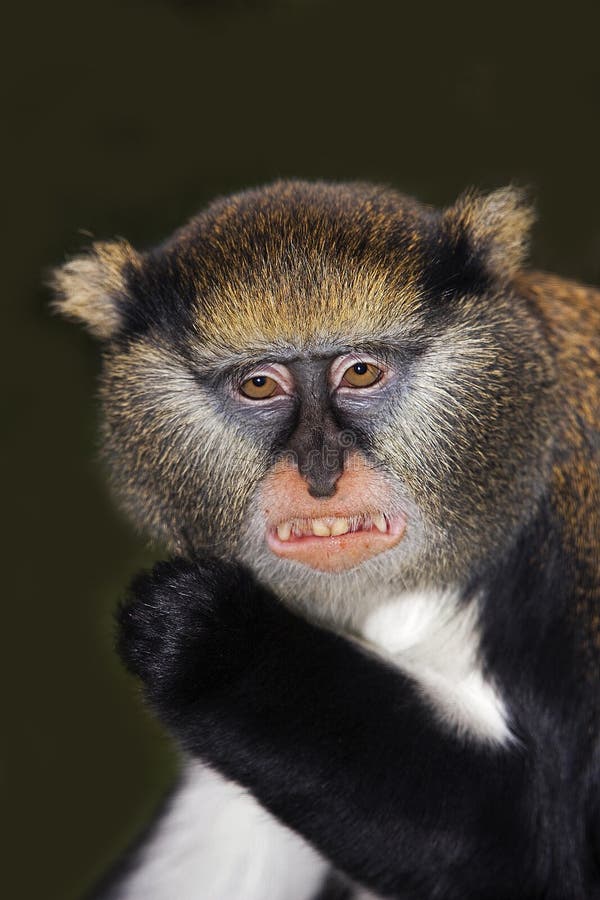 Campbell's Monkey Stock Photos - Free & Royalty-Free Stock Photos from ...
