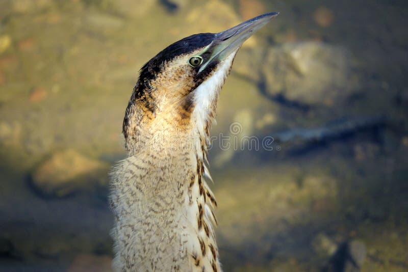 Common Bittern stock photo. Image of water, common, fowl - 225168840
