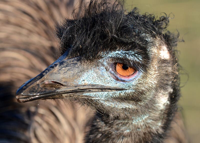 Head close-up of an Emu stock photo. Image of feathers - 22452456