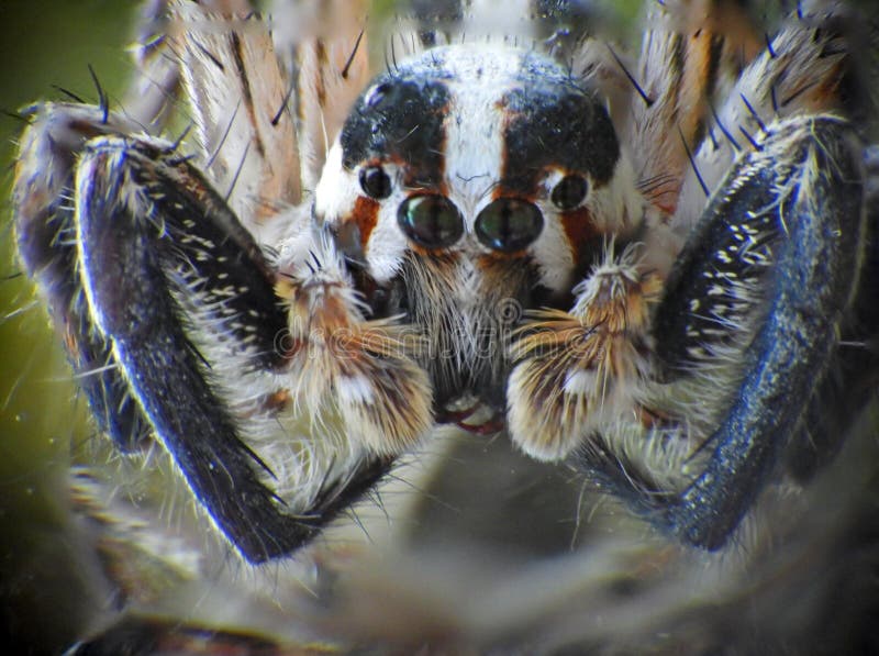 Six-eyed hairy spider stock image. Image of closeup - 189434969
