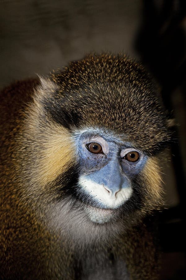HEAD CLOSE-UP of MOUSTACHED MONKEY or MUSTACHED MONKEY Cercopithecus ...