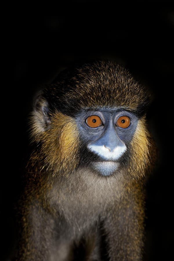 HEAD CLOSE-UP of MOUSTACHED MONKEY or MUSTACHED MONKEY Cercopithecus ...