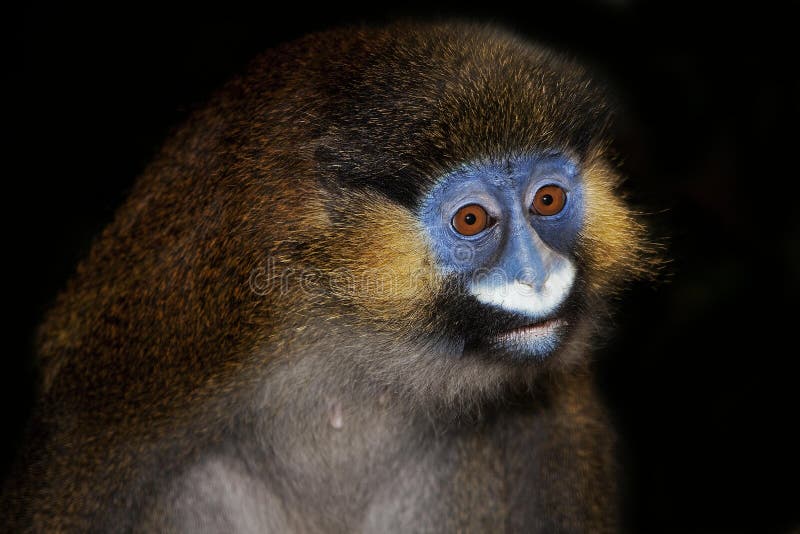HEAD CLOSE-UP of MOUSTACHED MONKEY or MUSTACHED MONKEY Cercopithecus ...