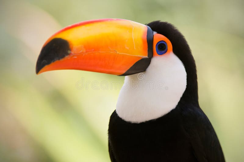 Head Close-up of a Toco Toucan Stock Photo - Image of tucan, black ...
