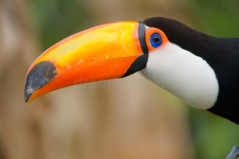 Head Close-up of a Toco Toucan Stock Image - Image of wildlife, wild ...