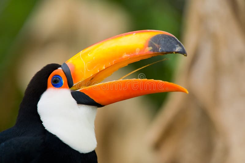 Head Close-up of a Toco Toucan Stock Image - Image of colourful, nature ...