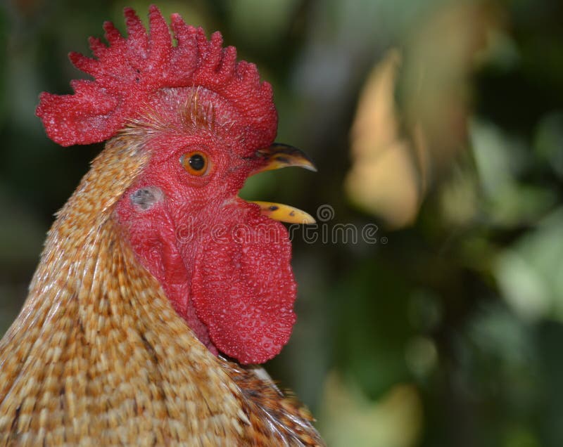 Head of a cockerel stock image. Image of comb, coxcomb - 69336801