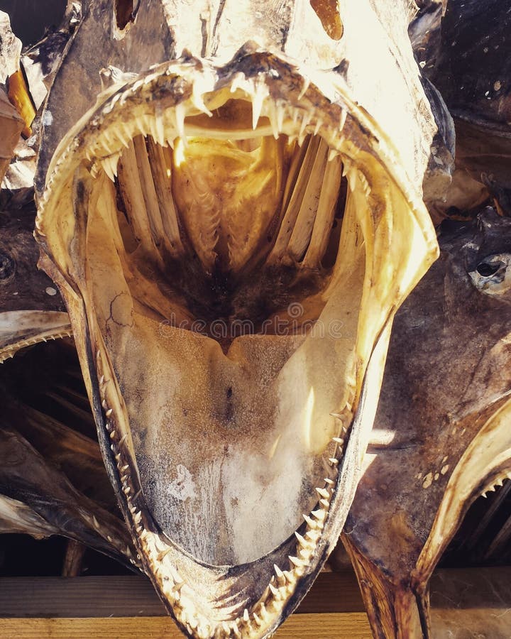 Head of cod stock image. Image of market, mountain, norwegian - 74084931