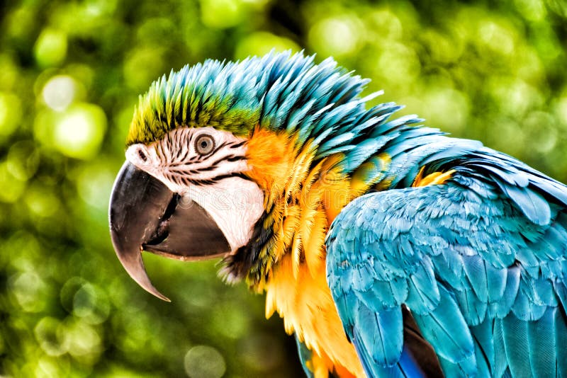 Head of a colorful parrot stock image. Image of green - 174186379