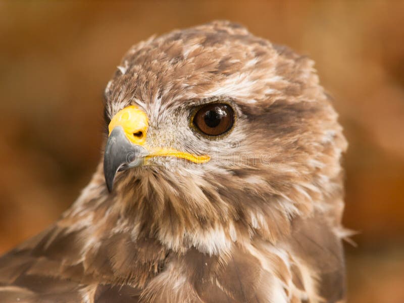 Head of common buzzard stock photo. Image of feather - 66314748