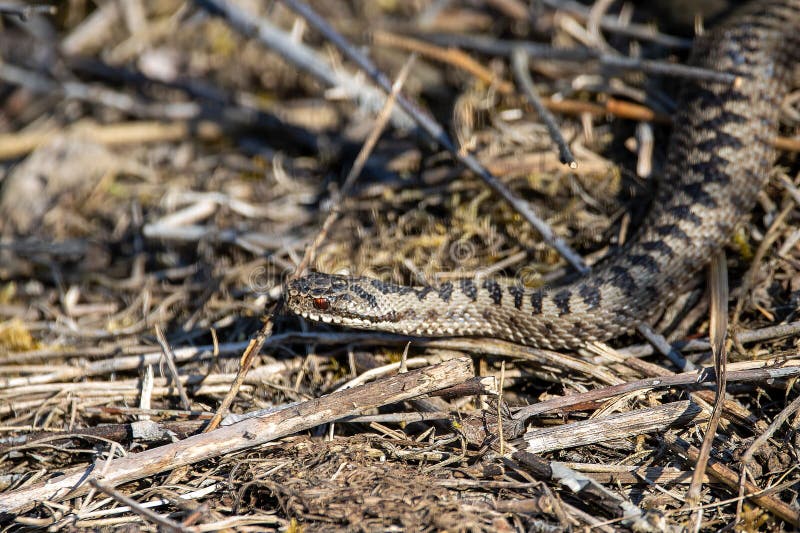 Head of a Common European Adder, Vipera Berus Stock Image - Image of ...